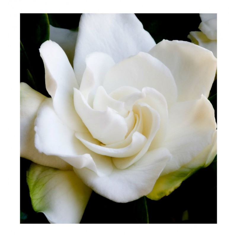 perfume masculino mulher NOTION WOMAN larome paris yodeyma yodema sephora